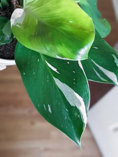 How to care for the lovely philodendron white knight