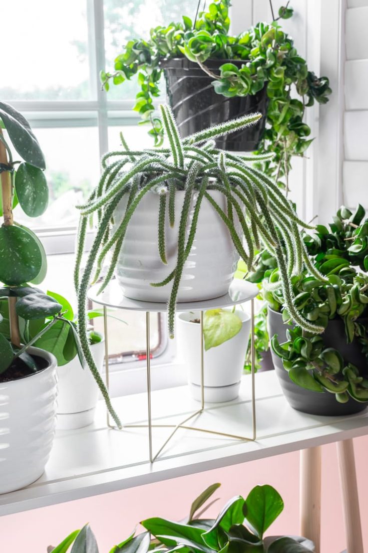 Rat tail cactus care...all about this unique trailing cactus!