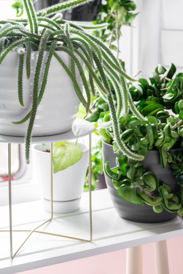 Rat tail cactus care...all about this unique trailing cactus!