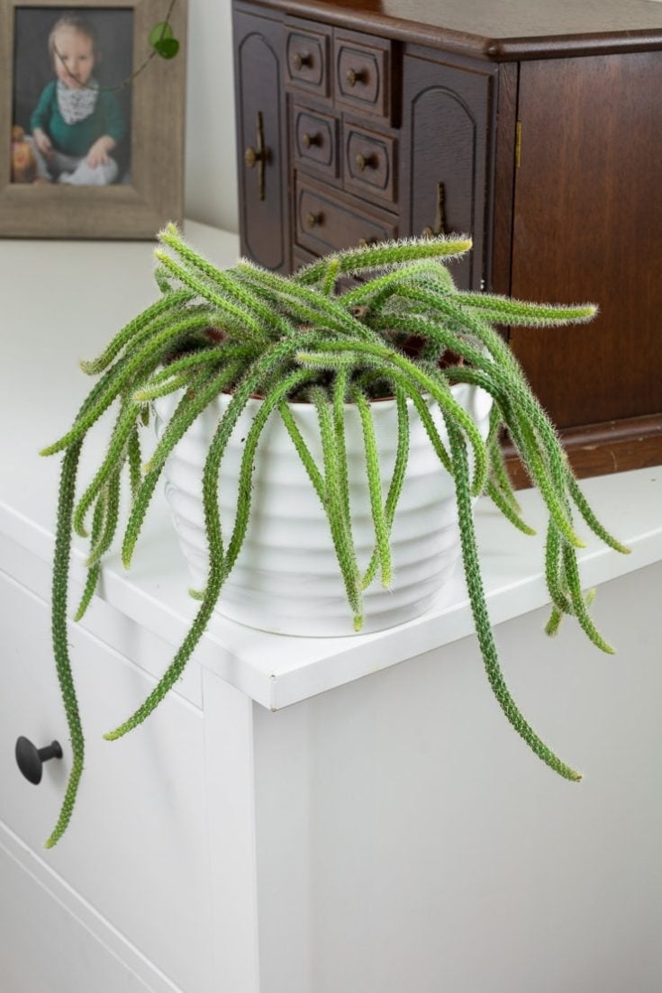 Rat tail cactus care...all about this unique trailing cactus!