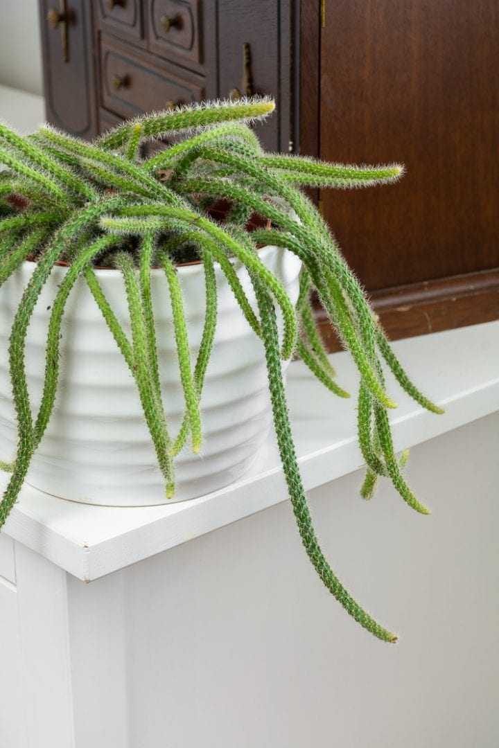 Rat tail cactus care...all about this unique trailing cactus!