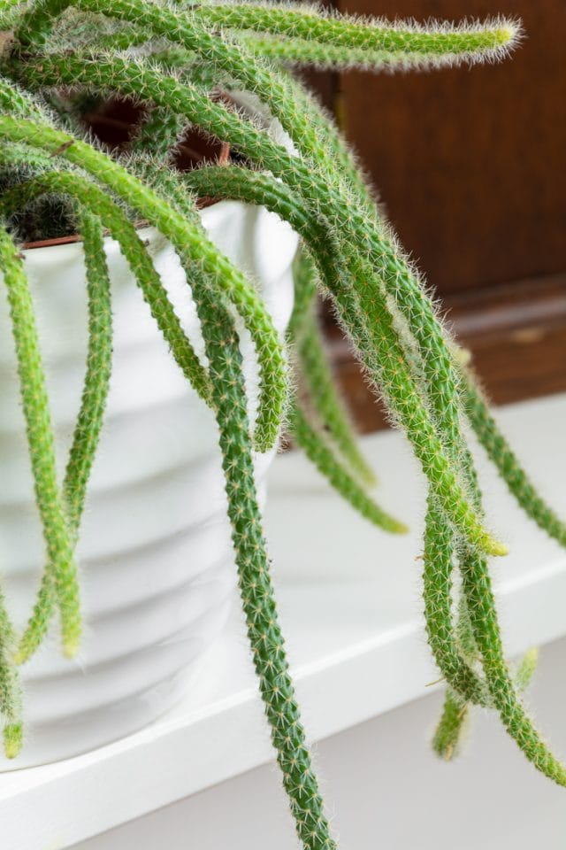 Rat tail cactus care...all about this unique trailing cactus!