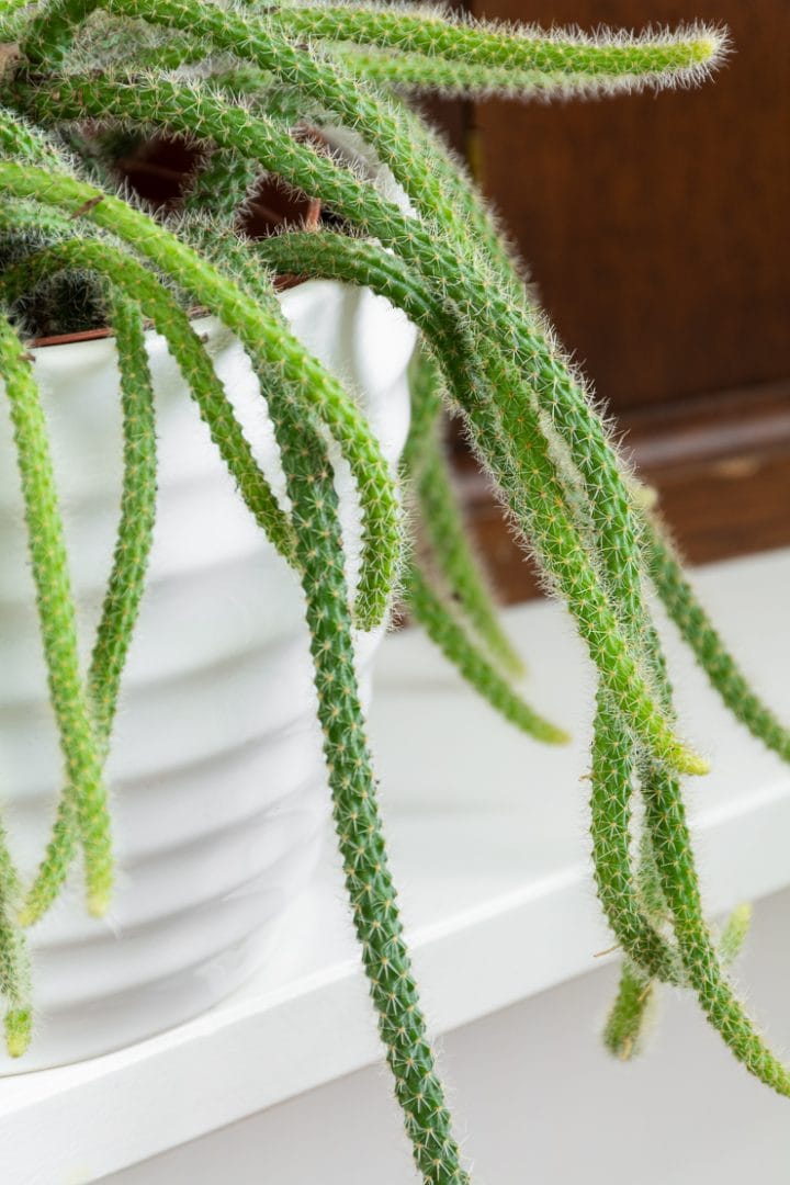 Rat tail cactus care...all about this unique trailing cactus!