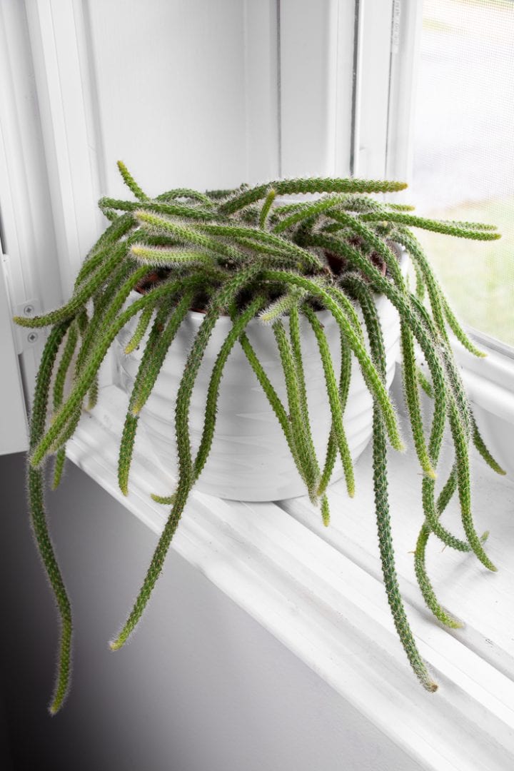 Rat tail cactus care...all about this unique trailing cactus!