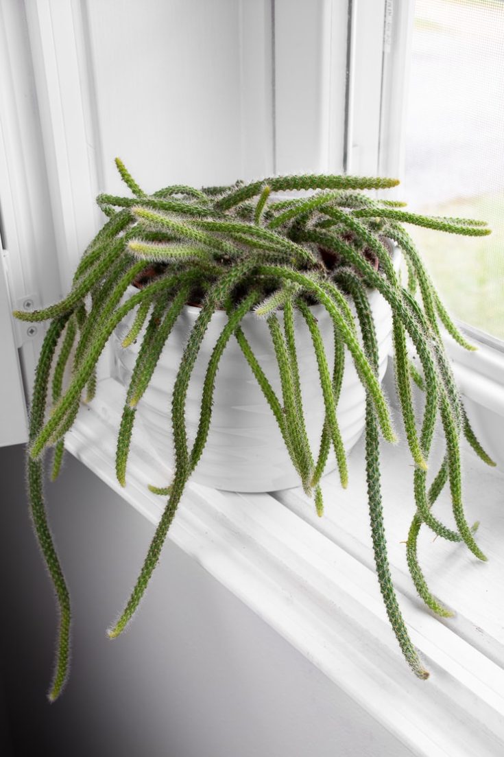 Rat tail cactus care...all about this unique trailing cactus!
