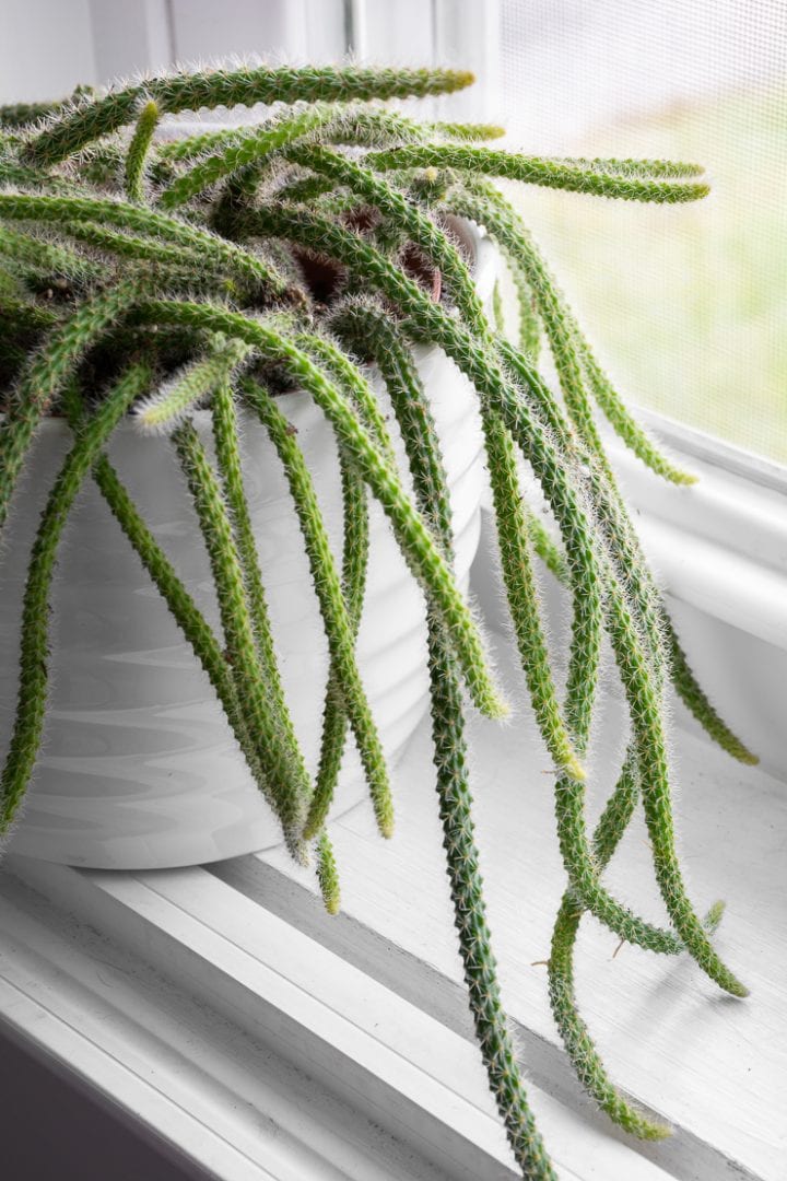 Rat tail cactus care...all about this unique trailing cactus!