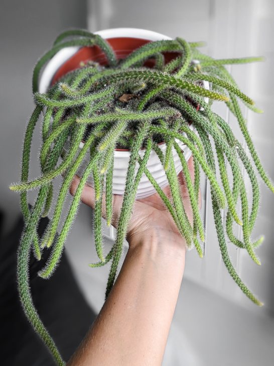 Rat tail cactus care...all about this unique trailing cactus!