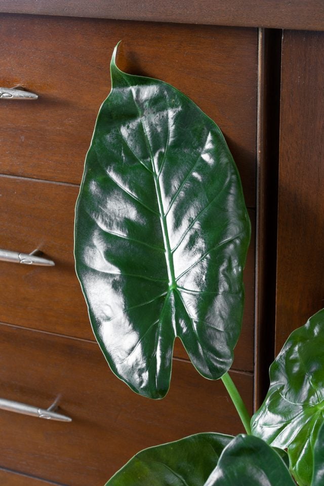 Your alocasia wentii care guide (aka the New Guinea shield plant!)