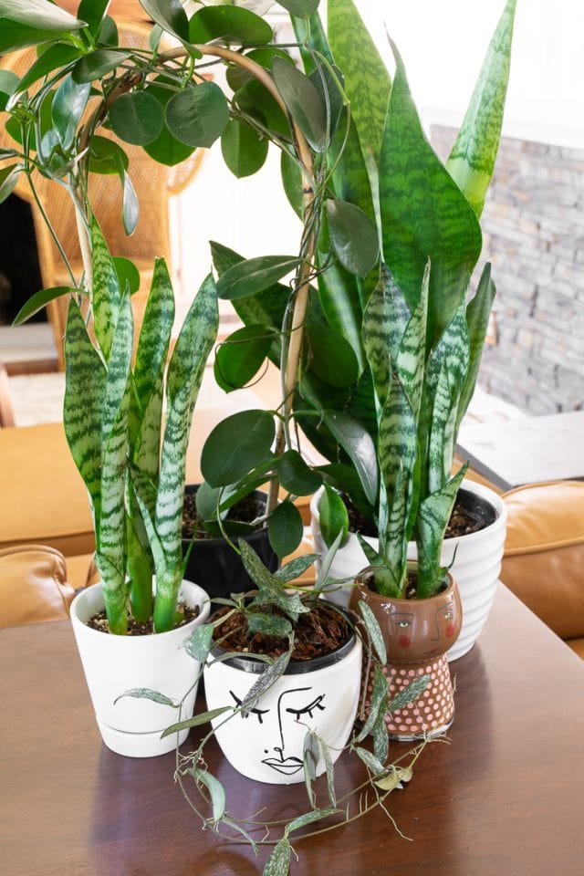 How to Grow Hoya Sigillatis - By Brittany Goldwyn | Live Creatively