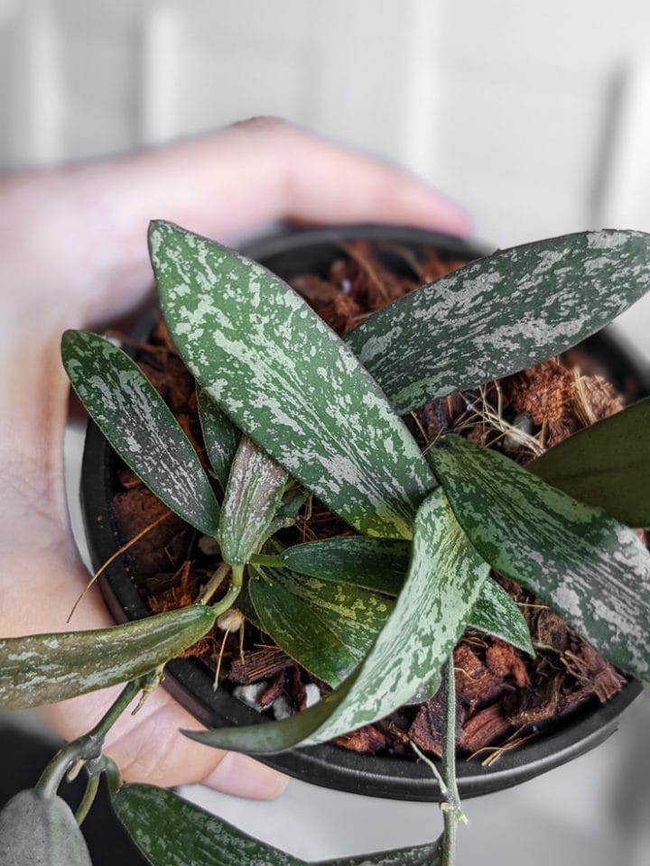 How to Grow Hoya Sigillatis - By Brittany Goldwyn | Live Creatively