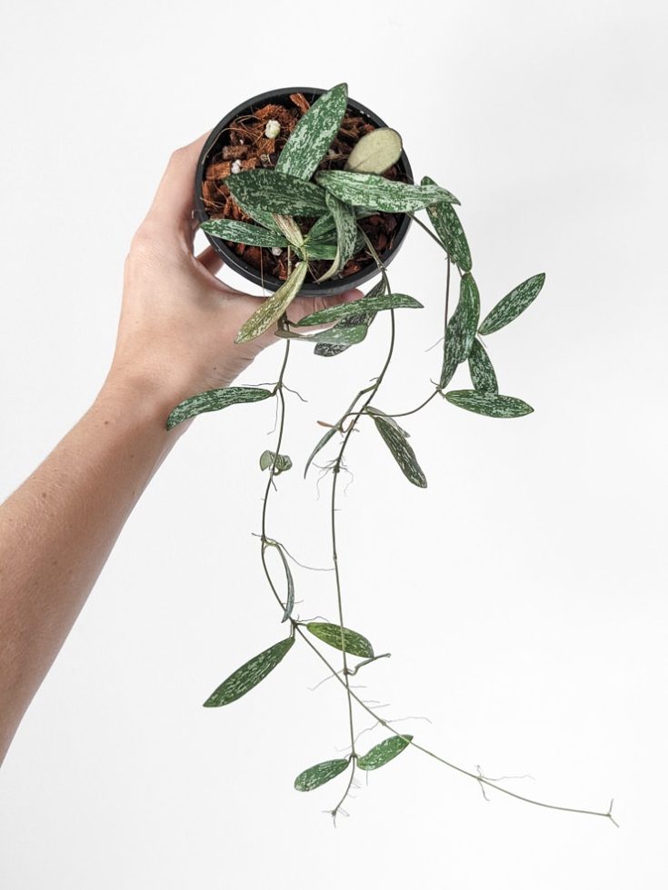 How to Grow Hoya Sigillatis - By Brittany Goldwyn | Plants & Projects