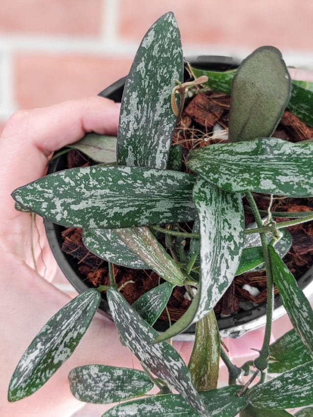 How to Grow Hoya Sigillatis - By Brittany Goldwyn | Plants & Projects