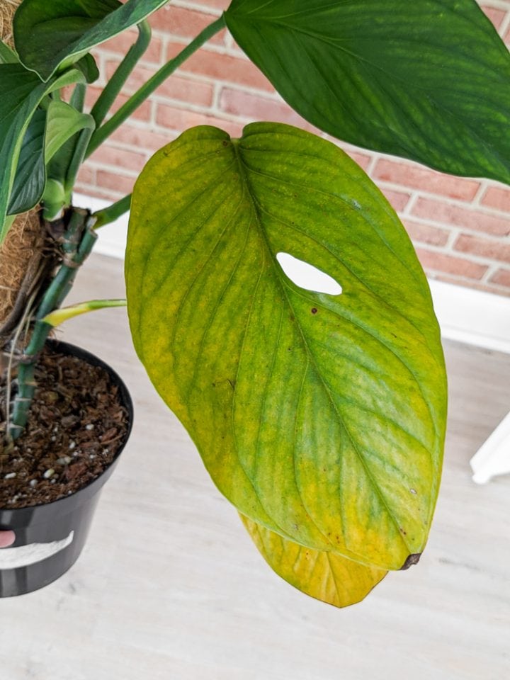 Learn about the monstera pinnatipartita with my care guide!