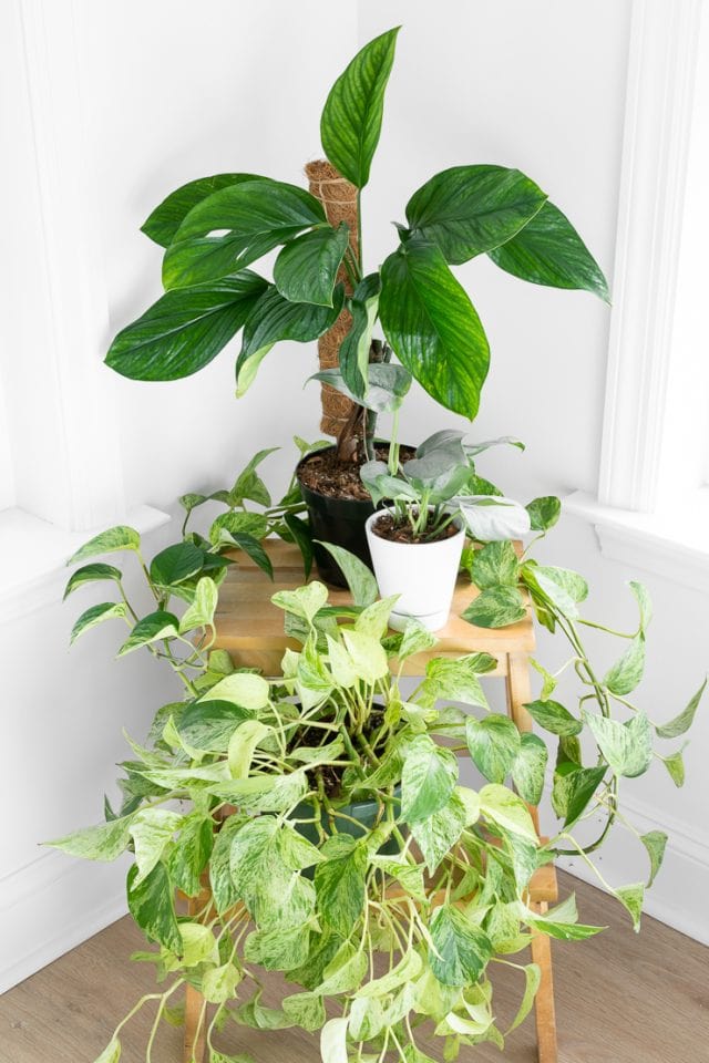 Learn about the monstera pinnatipartita with my care guide!