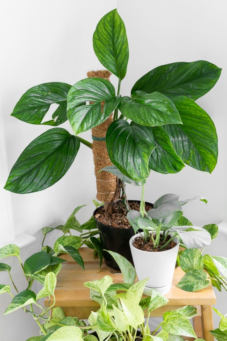 Learn about the monstera pinnatipartita with my care guide!