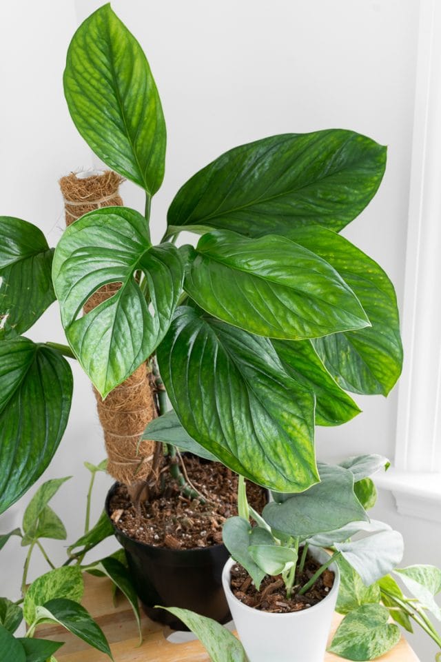 Learn about the monstera pinnatipartita with my care guide!