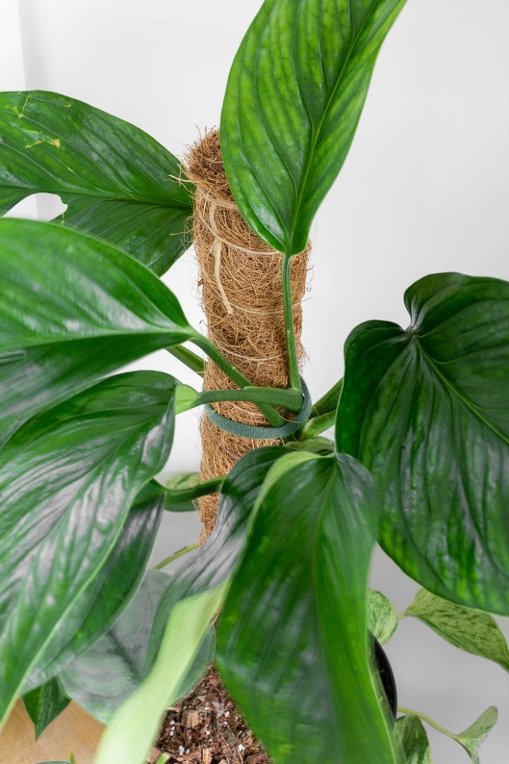 Learn about the monstera pinnatipartita with my care guide!