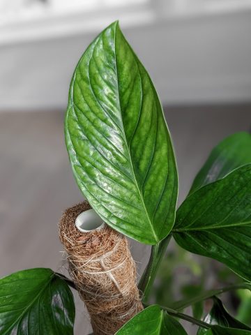 Learn about the monstera pinnatipartita with my care guide!
