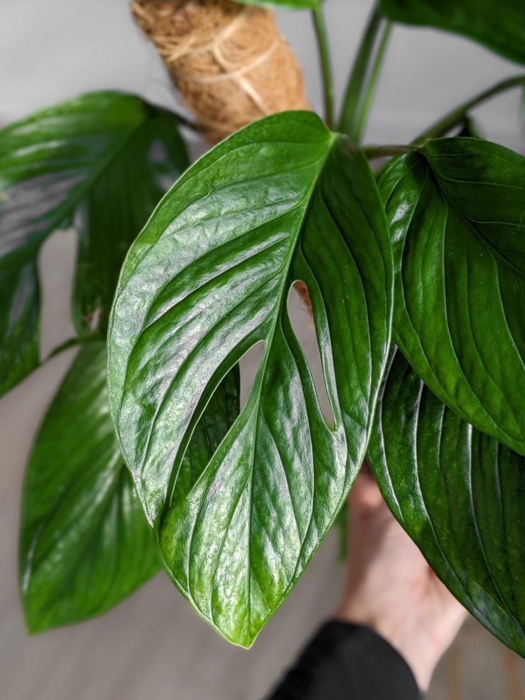 Learn about the monstera pinnatipartita with my care guide!
