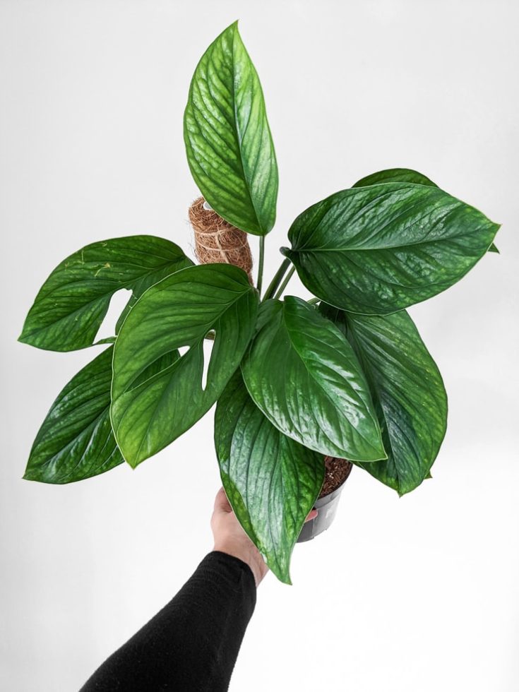 Learn about the monstera pinnatipartita with my care guide!