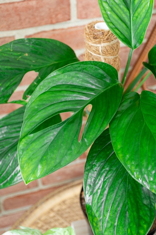 Learn about the monstera pinnatipartita with my care guide!