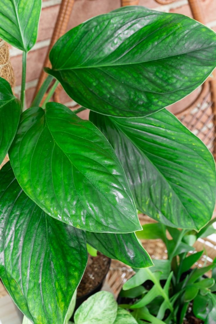 Learn about the monstera pinnatipartita with my care guide!