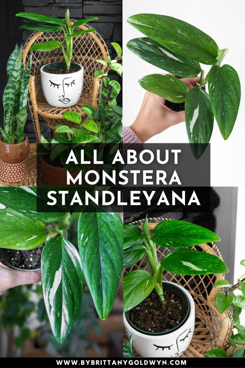 Monstera standleyana albo variegata—a gorgeous