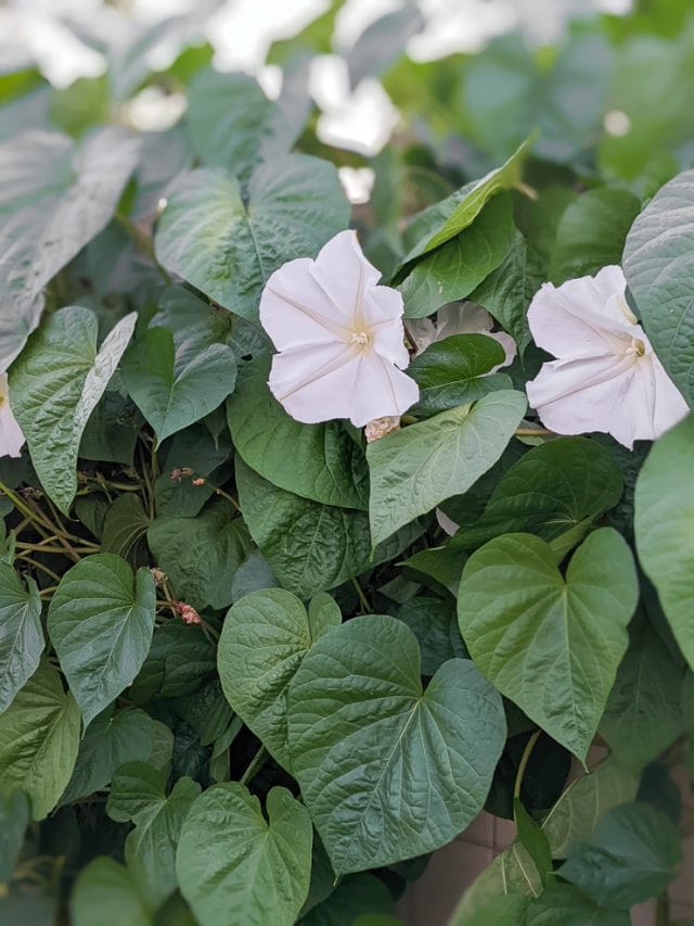 All about caring for the stunning night-blooming moonflower vine!