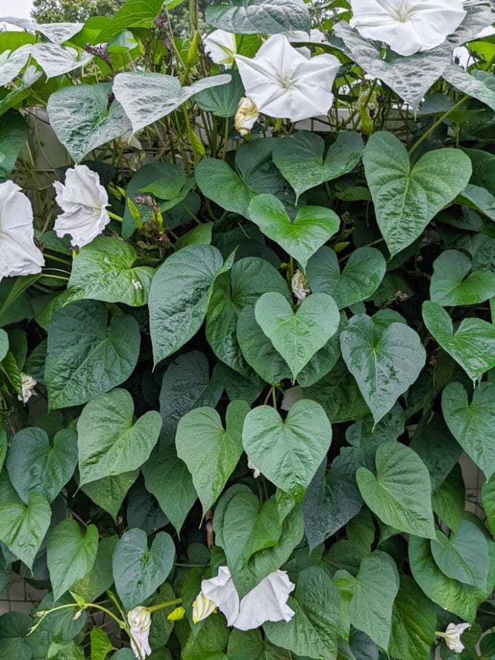 All about caring for the stunning night-blooming moonflower vine!