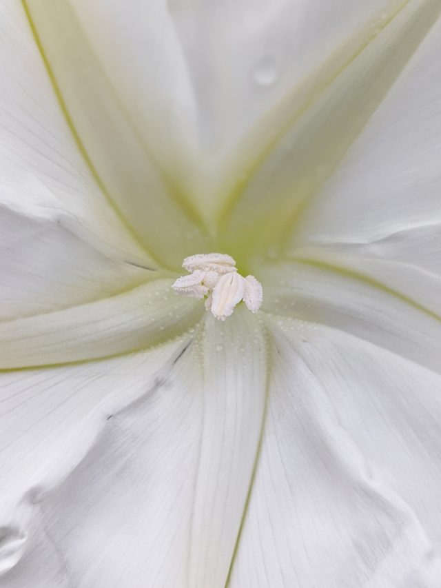 All about caring for the stunning night-blooming moonflower vine!