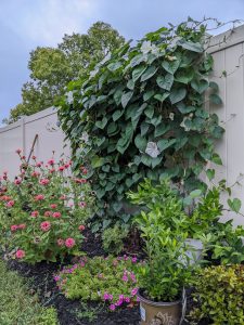 All about caring for the stunning night-blooming moonflower vine!