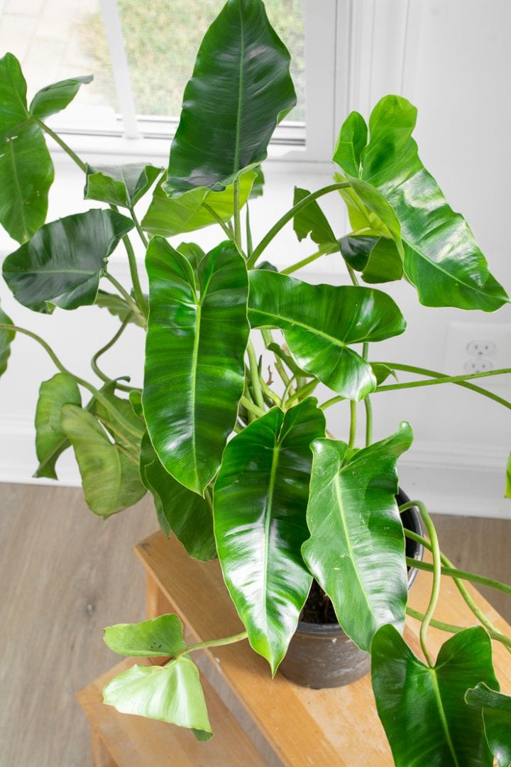 How to care for the bushy climbing philodendron burle marx
