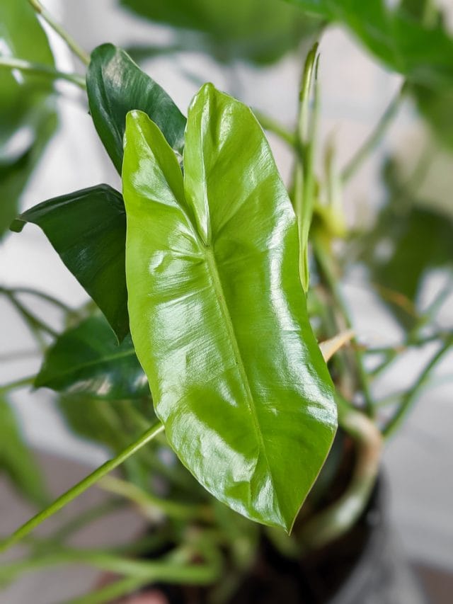 How to care for the bushy climbing philodendron burle marx