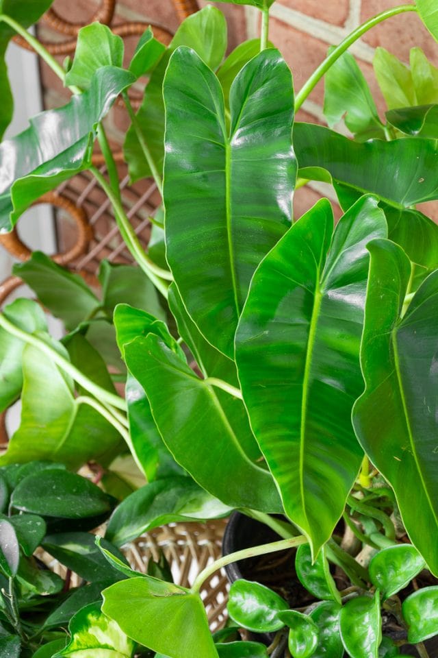 How to care for the bushy climbing philodendron burle marx