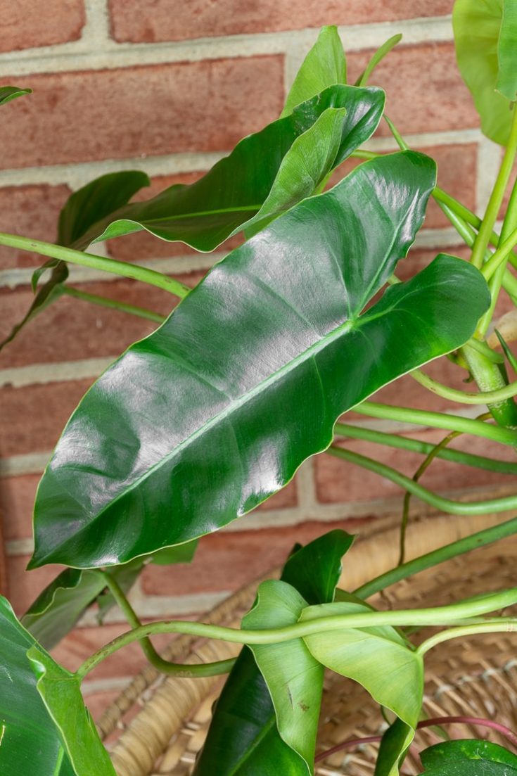 How to care for the bushy climbing philodendron burle marx
