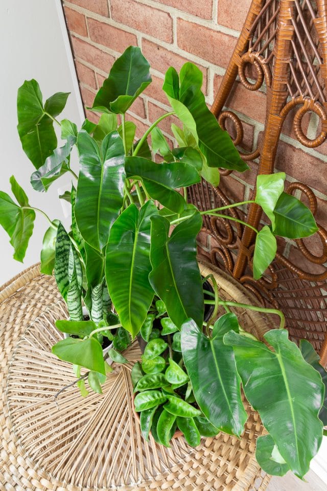 How to care for the bushy climbing philodendron burle marx