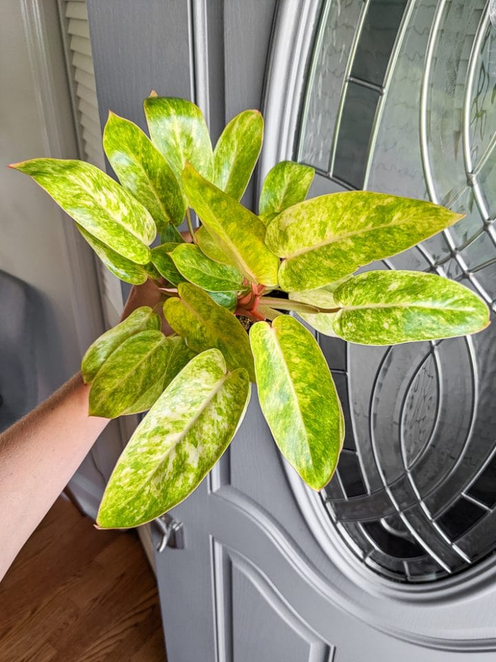 Learn all about the gorgeous philodendron painted lady here!