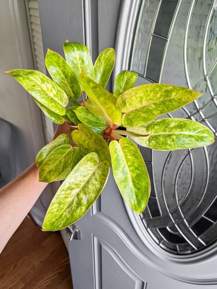Learn all about the gorgeous philodendron painted lady here!