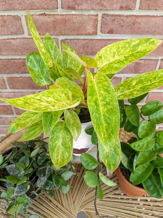 Learn all about the gorgeous philodendron painted lady here!