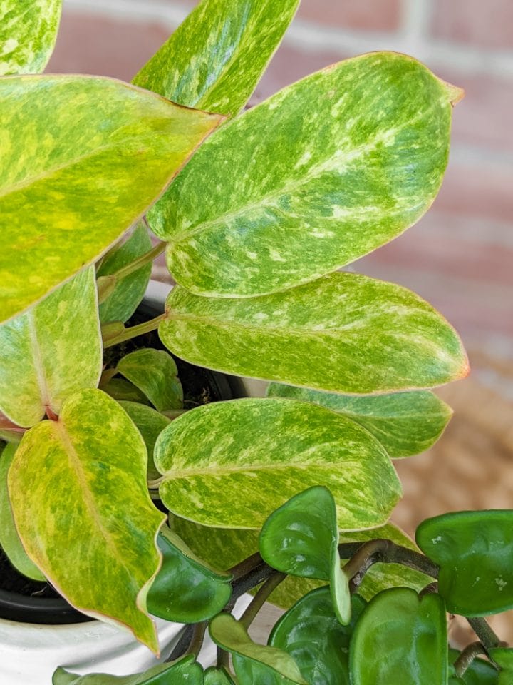 Learn all about the gorgeous philodendron painted lady here!