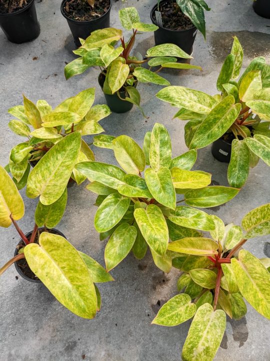 Learn all about the gorgeous philodendron painted lady here!