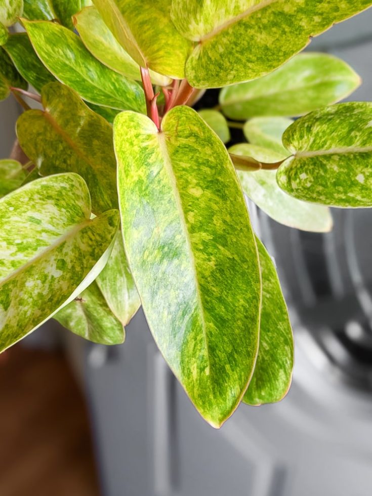 Learn all about the gorgeous philodendron painted lady here!
