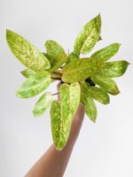 Learn all about the gorgeous philodendron painted lady here!