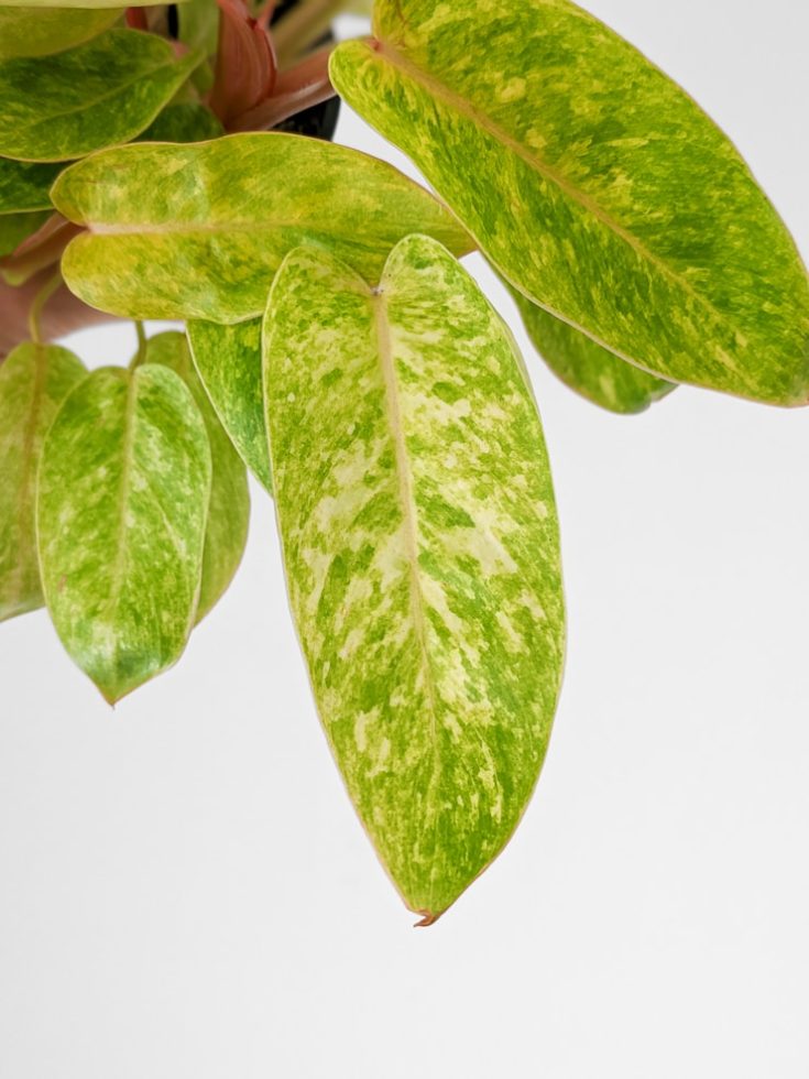 Learn all about the gorgeous philodendron painted lady here!