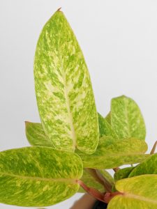 Learn all about the gorgeous philodendron painted lady here!