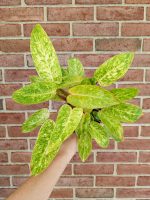 Learn all about the gorgeous philodendron painted lady here!