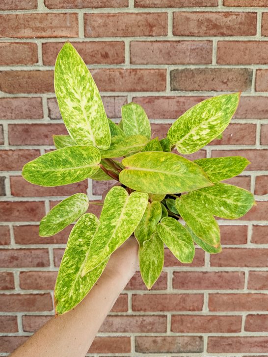 Learn all about the gorgeous philodendron painted lady here!