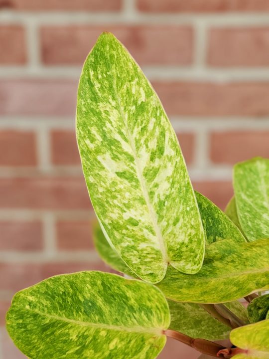Learn all about the gorgeous philodendron painted lady here!