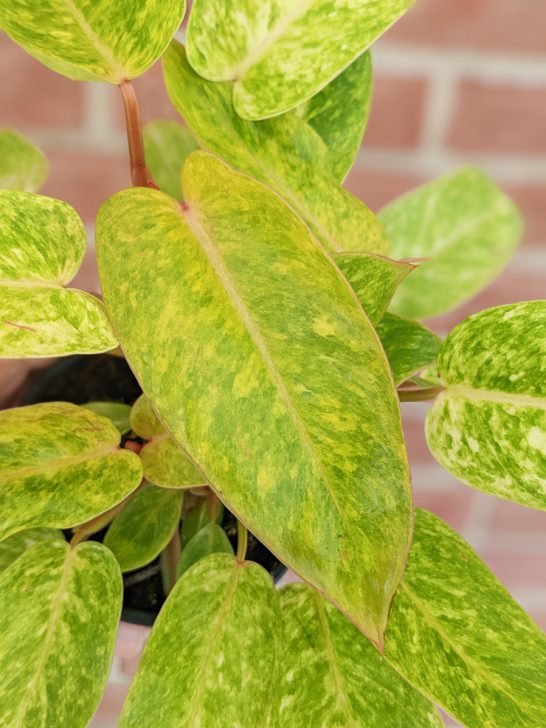 Learn all about the gorgeous philodendron painted lady here!