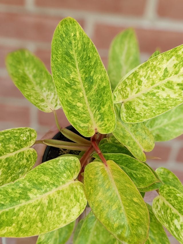 Learn all about the gorgeous philodendron painted lady here!